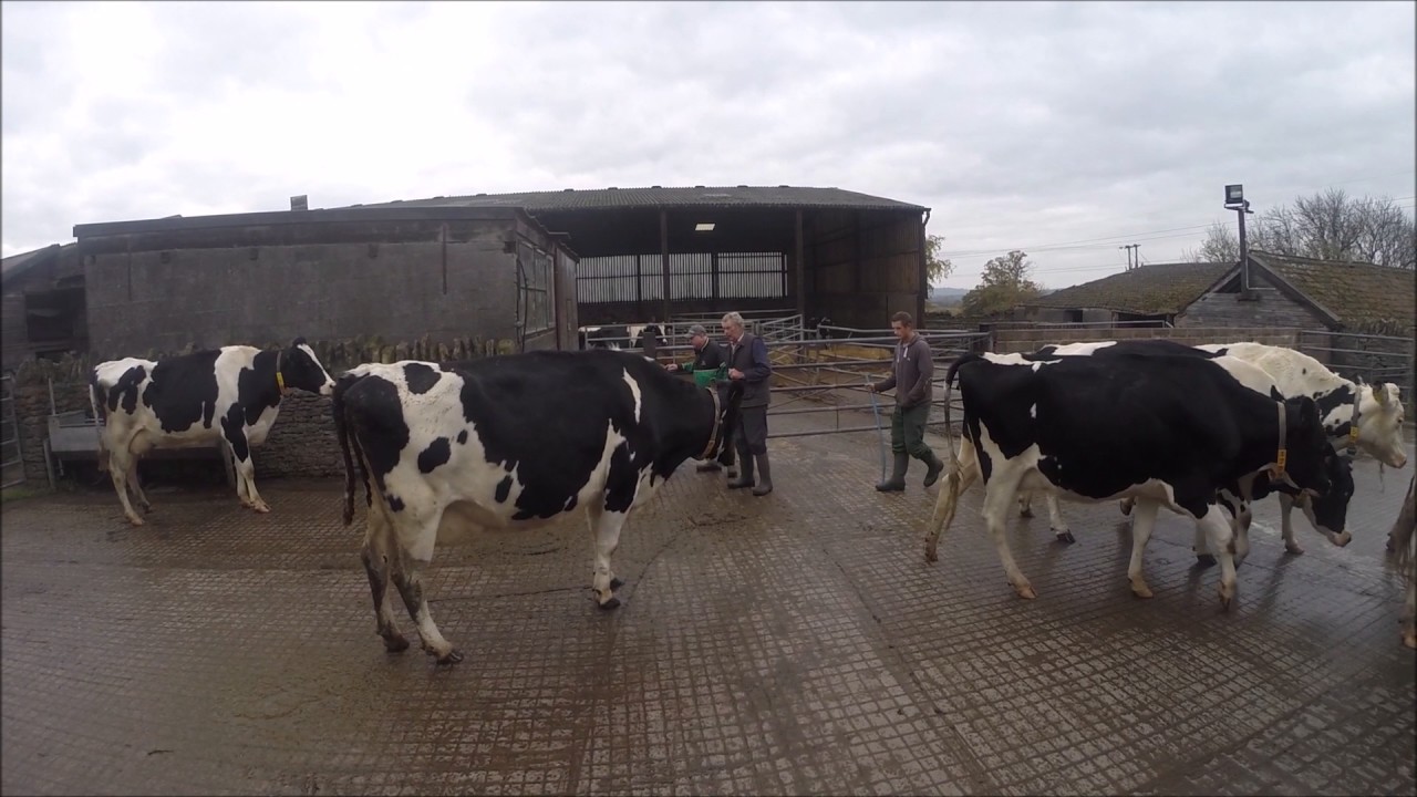 Moving some cows - YouTube