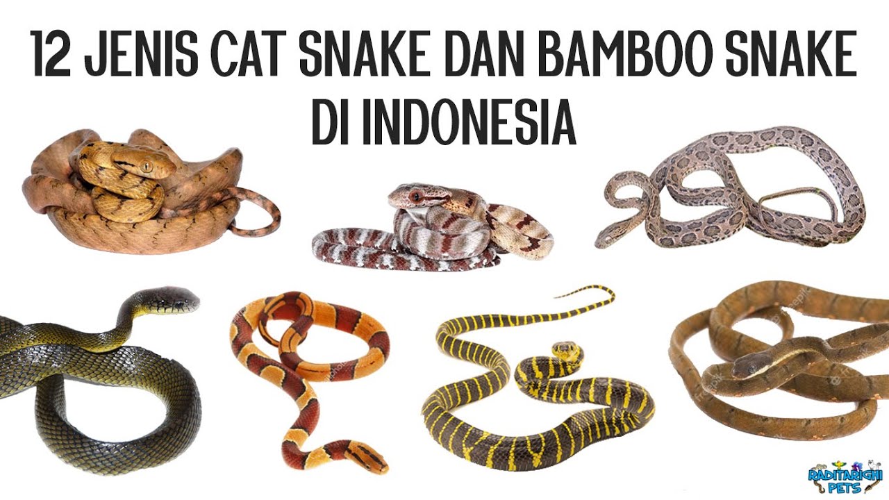 12 Jenis Ular Kucing / Ular Boiga (Cat Snakes) dan Ular Bambu Merah ...