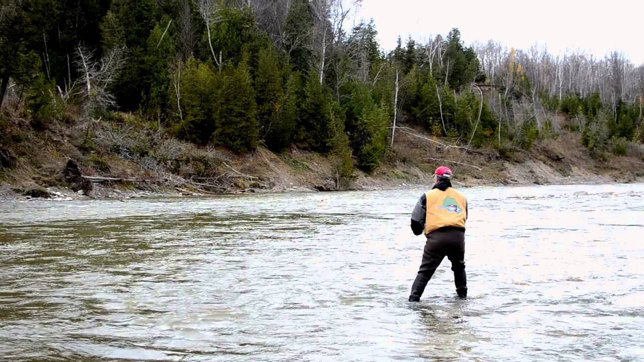 saugeen river steelhead - YouTube