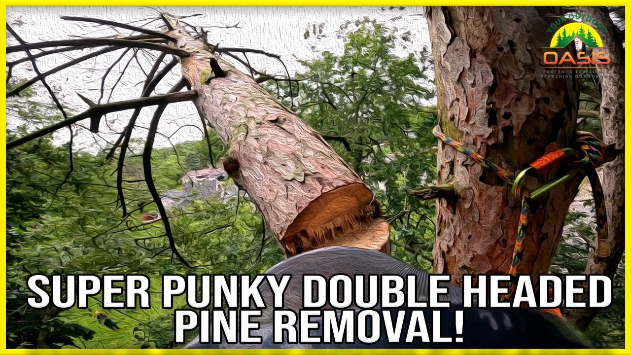 Climbing & Felling a 2 Headed Pine Tree -- Soft and Punky! - YouTube
