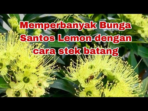 Memperbanyak Bunga Santos Lemon dengan cara stek batang - YouTube