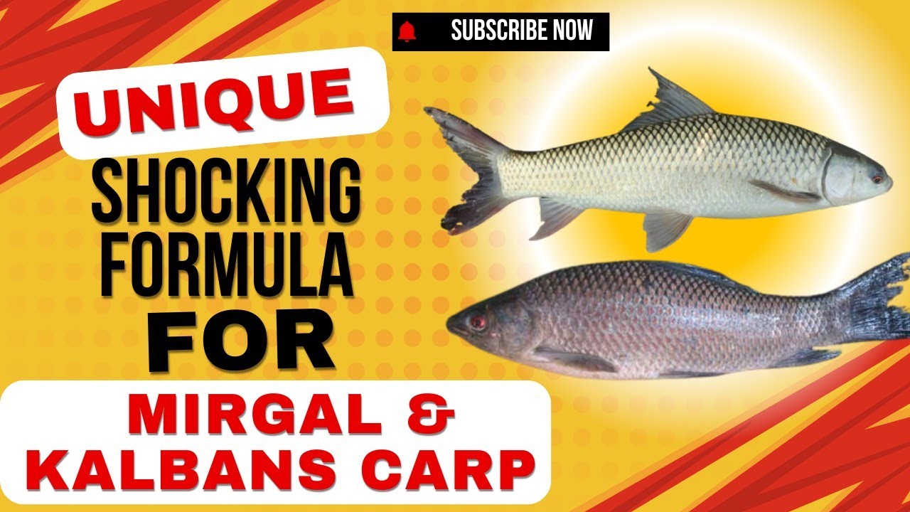 Group Chrai Formula for Mirgal & Kalbans Carp Fish مراکھ اور کلبانس ...
