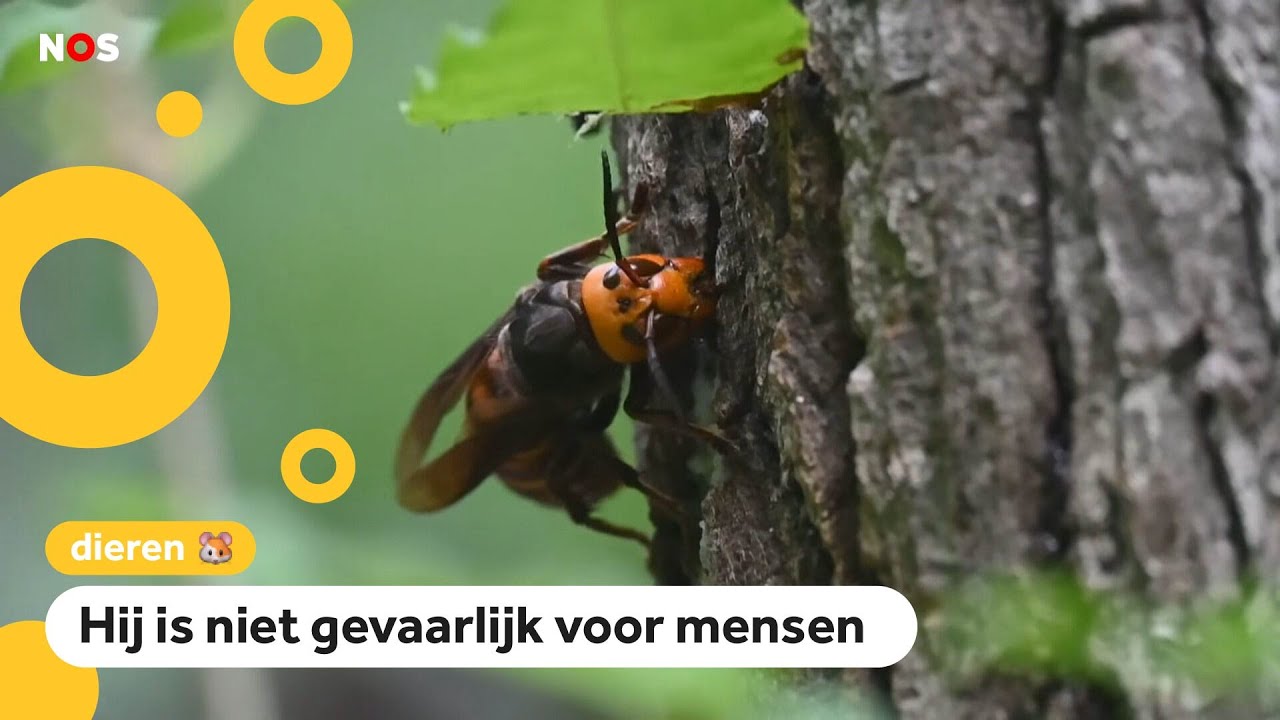 Giga-wesp wordt steeds vaker gespot in Nederland - YouTube