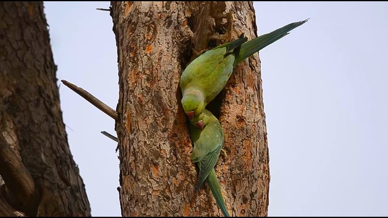 Beautiful parrots in their nest।parrots in their nest।tote ka ghosla ...