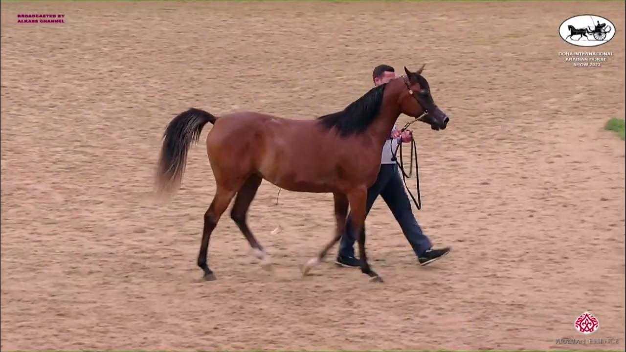 N 122 HIND AL KHOR Doha International Arabian Horse Show 2023 Fillies 2 ...