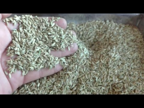 FENNEL SEEDS PRICE IN PAKISTAN 2024 / SONF PER KG RATE! DECREASE PRICE ...