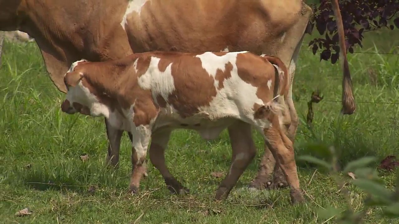 Destete natural de bovinos | La Finca de Hoy - YouTube