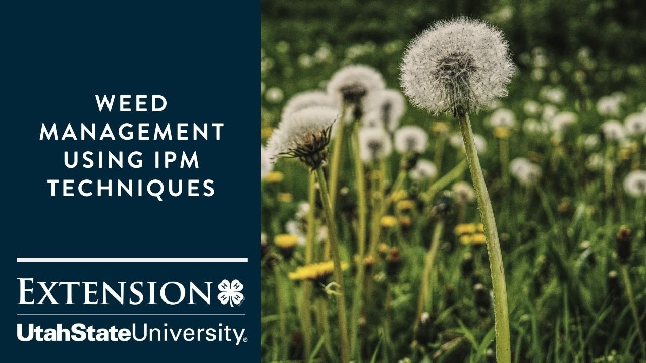 Weed Management Using IPM Techniques - YouTube