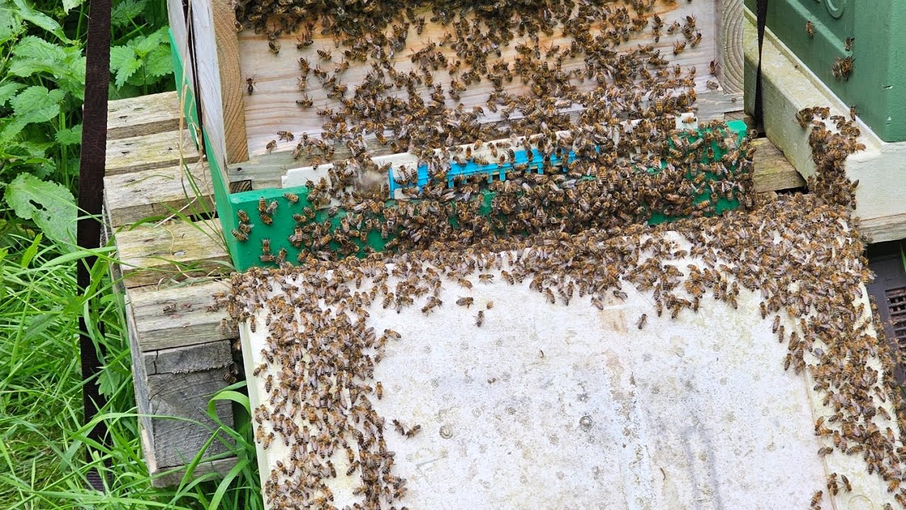 Unfortunate find, Intimate sting and Shaking bees out of supers - Long ...