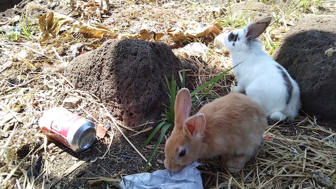 Rabbits are very easy to raise because they are herbivores 🥰🐇🍀🌿 - YouTube