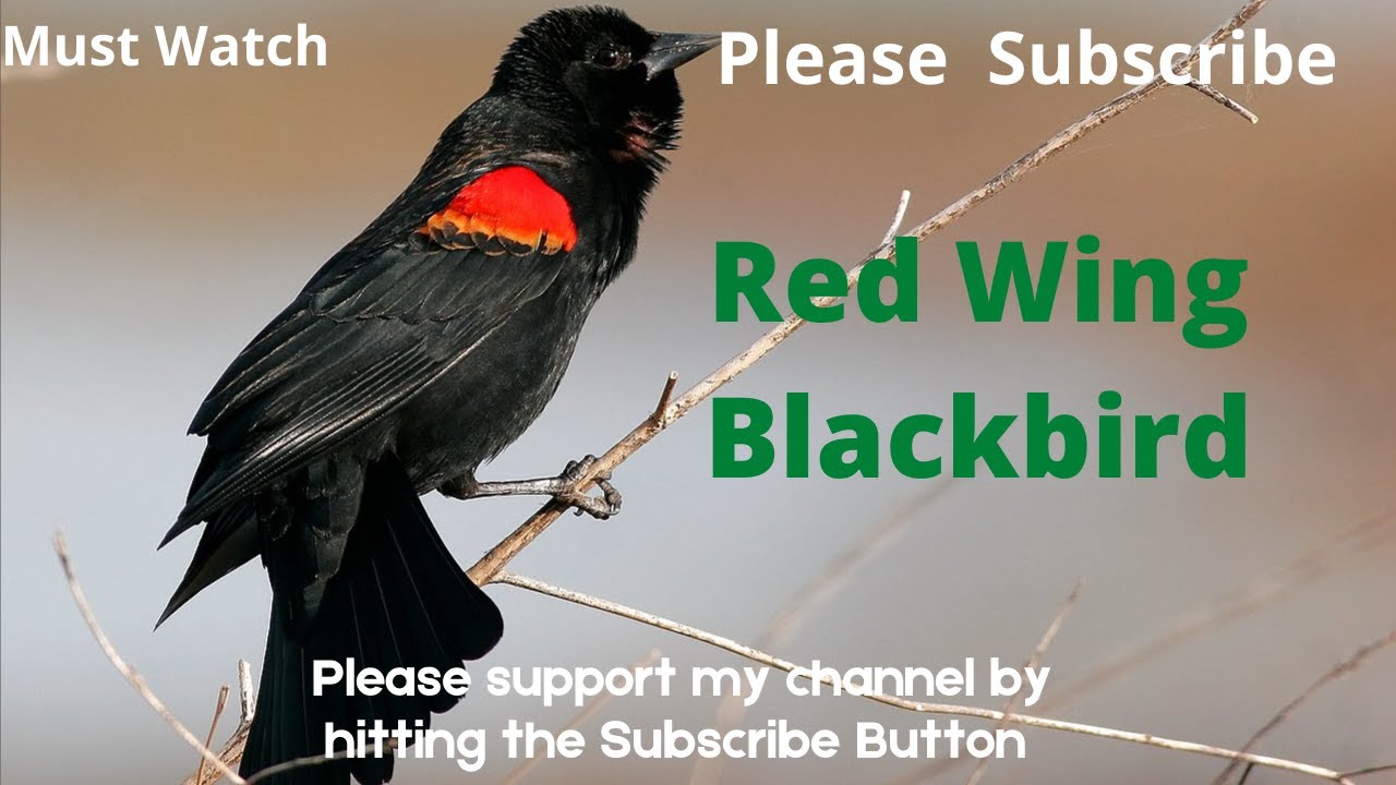 Red winged blackbird call | Red Wing Blackbird Song | Red winged ...