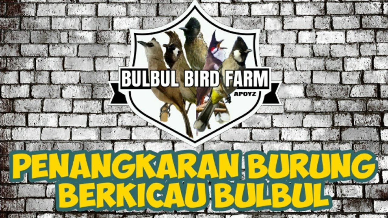 KUTILANG IRAQ / white eared bulbul - YouTube