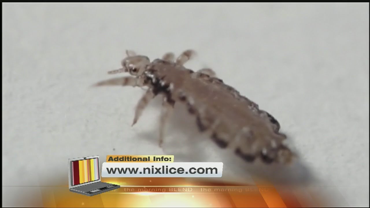 Beware: Super Lice Is Here 4/25/16 - YouTube