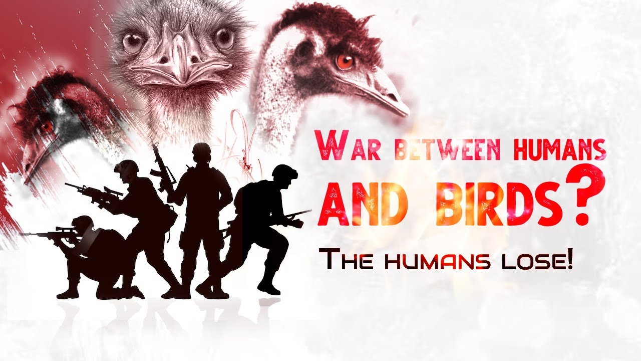 Epic battle: Humans vs Birds - The Emu War story - YouTube