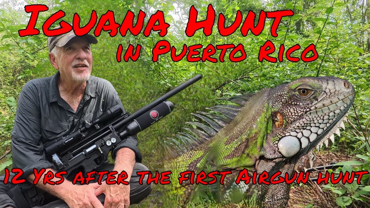 Puerto Rico Airgun Adventure 2025 Iguana Hunt - YouTube