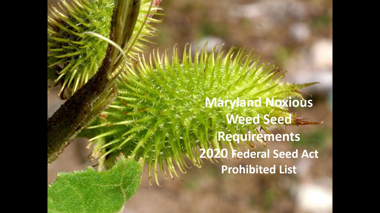 maryland-noxious-weed-seed-requirements-2020-federal-seed-act