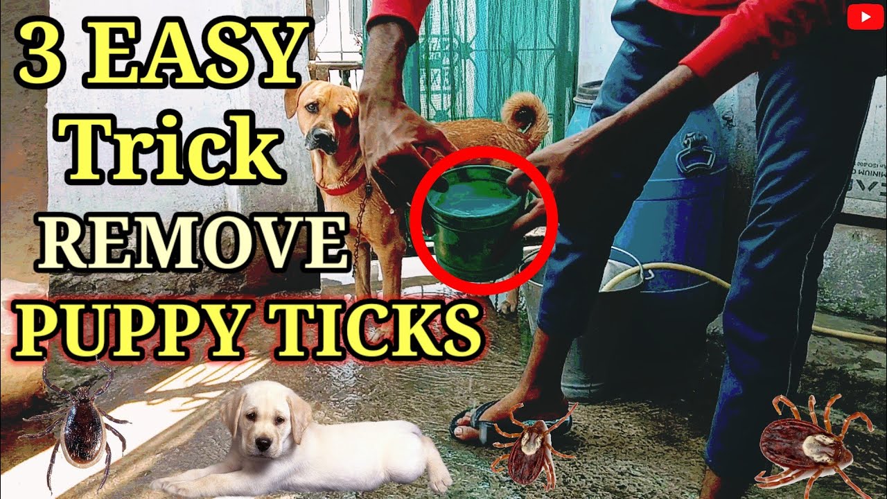 3 Easy Trick Remove Puppy Ticks | puppy ticks problem in hindi | puppy ...