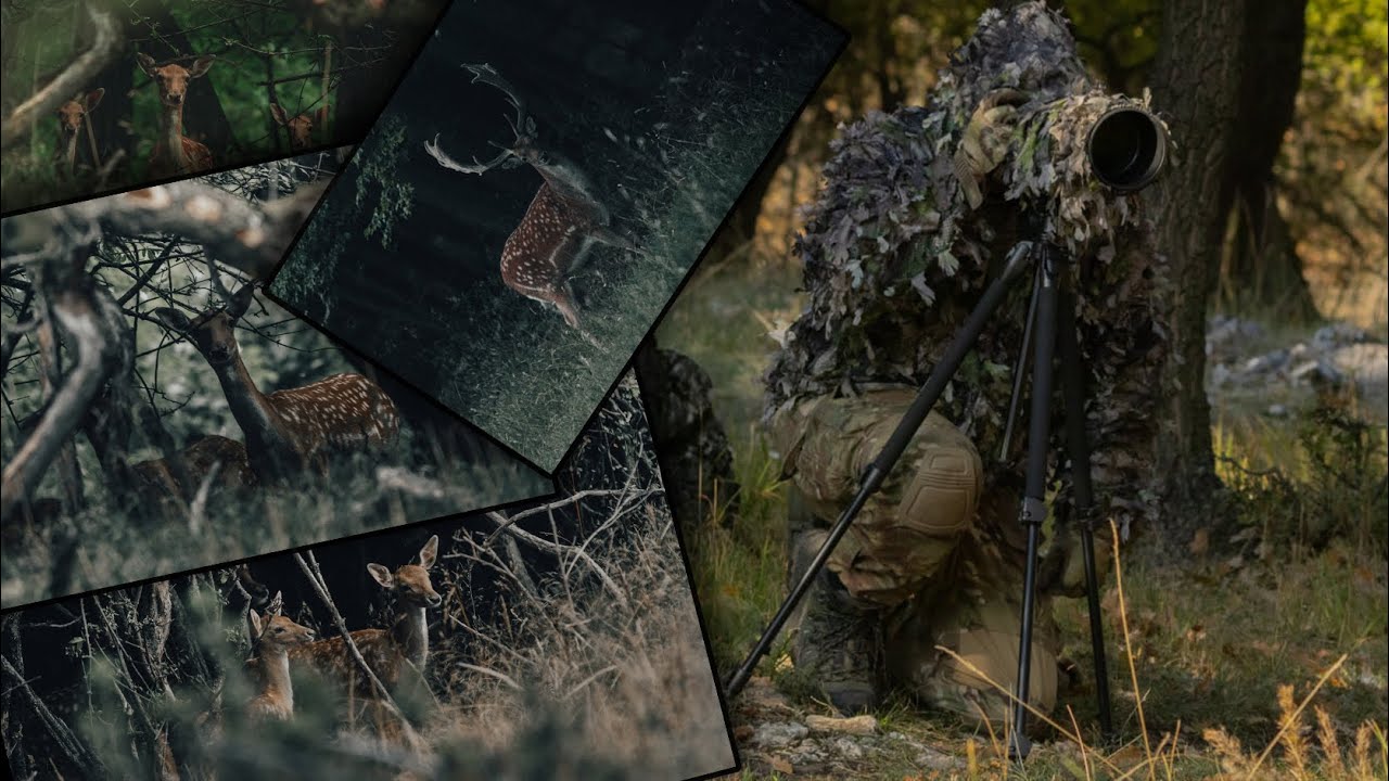 Vadfotózás - 6.rész - Fehér szarvas, Mindenhol dám! - YouTube