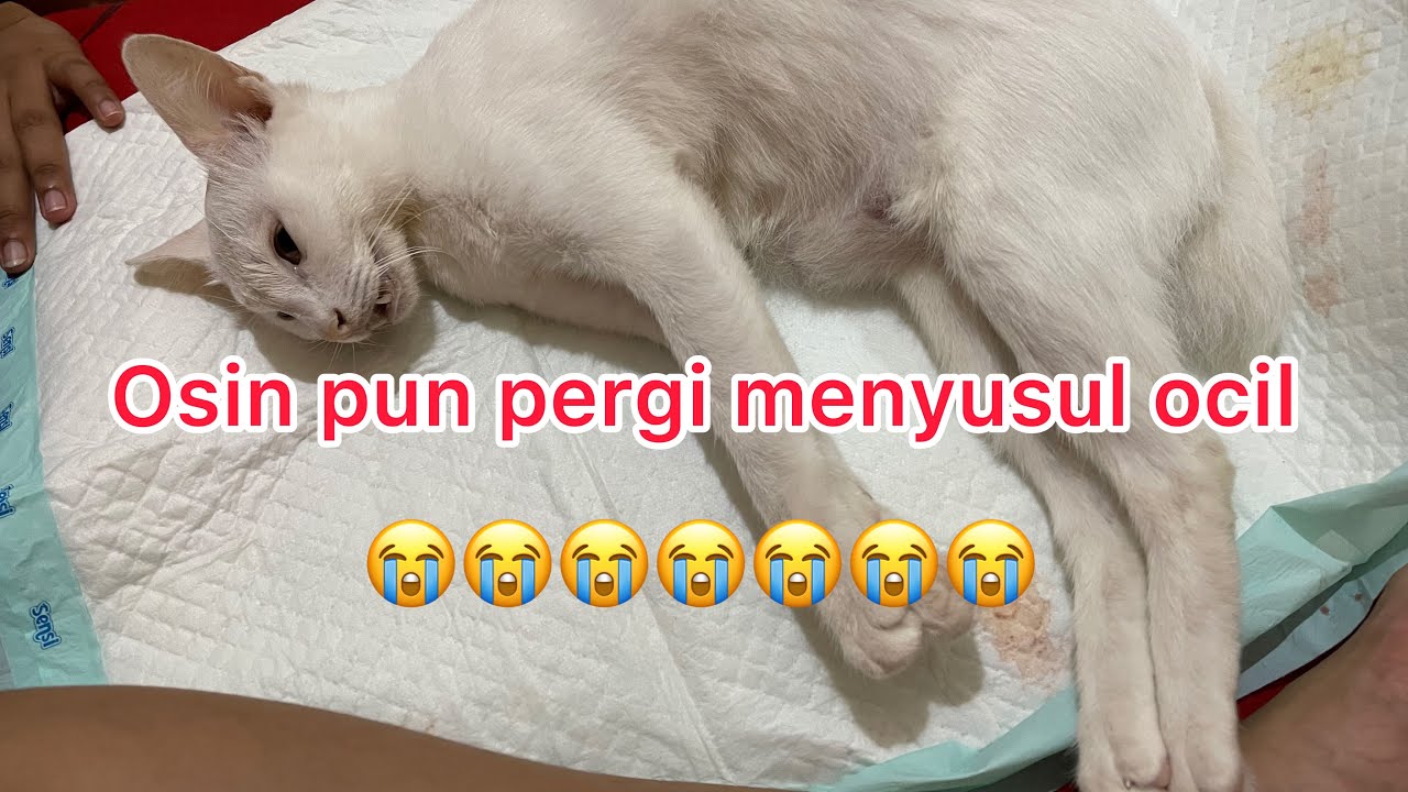 Gara gara virus panleu lagi Dalam satu minggu anabul ku mati 3 ekor ...