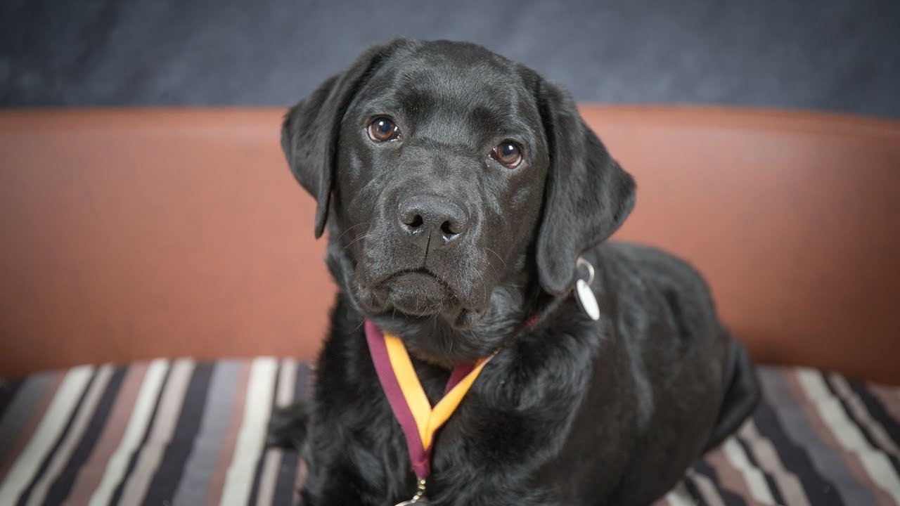 Murphy - Labrador Puppy - 3 Weeks Residential Dog Training - YouTube