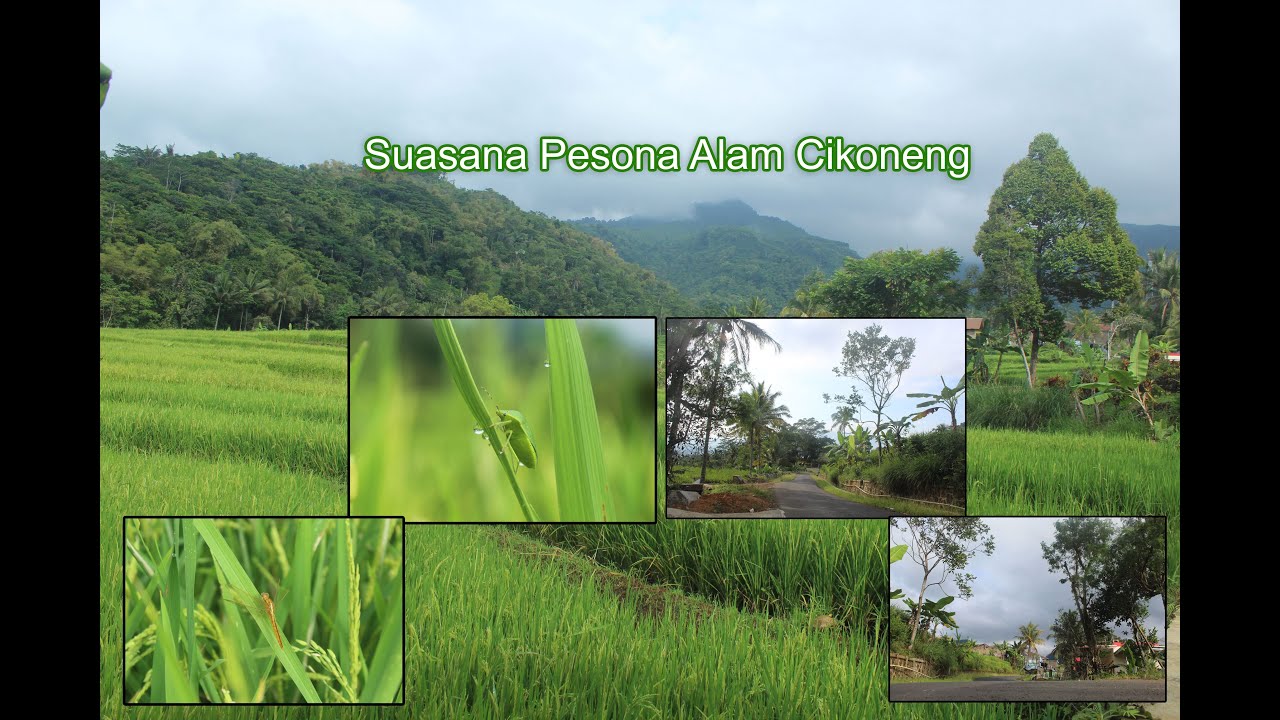 Suasana Pesawahan di Pedesaan yang indah - YouTube