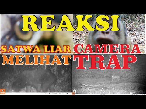 REKAMAN VIDEO DI HUTAN SELAMA 2 BULAN!!! I Bagaimana Reaksi Hewan Liar Ketemu Camera??