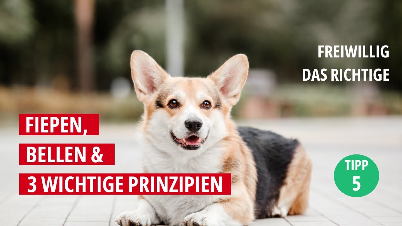 video tipp 5: fiepen & bellen - YouTube