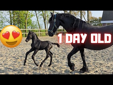 Elvis Has Left The Building... First time outside! He loves to cuddle | Friesian Horses