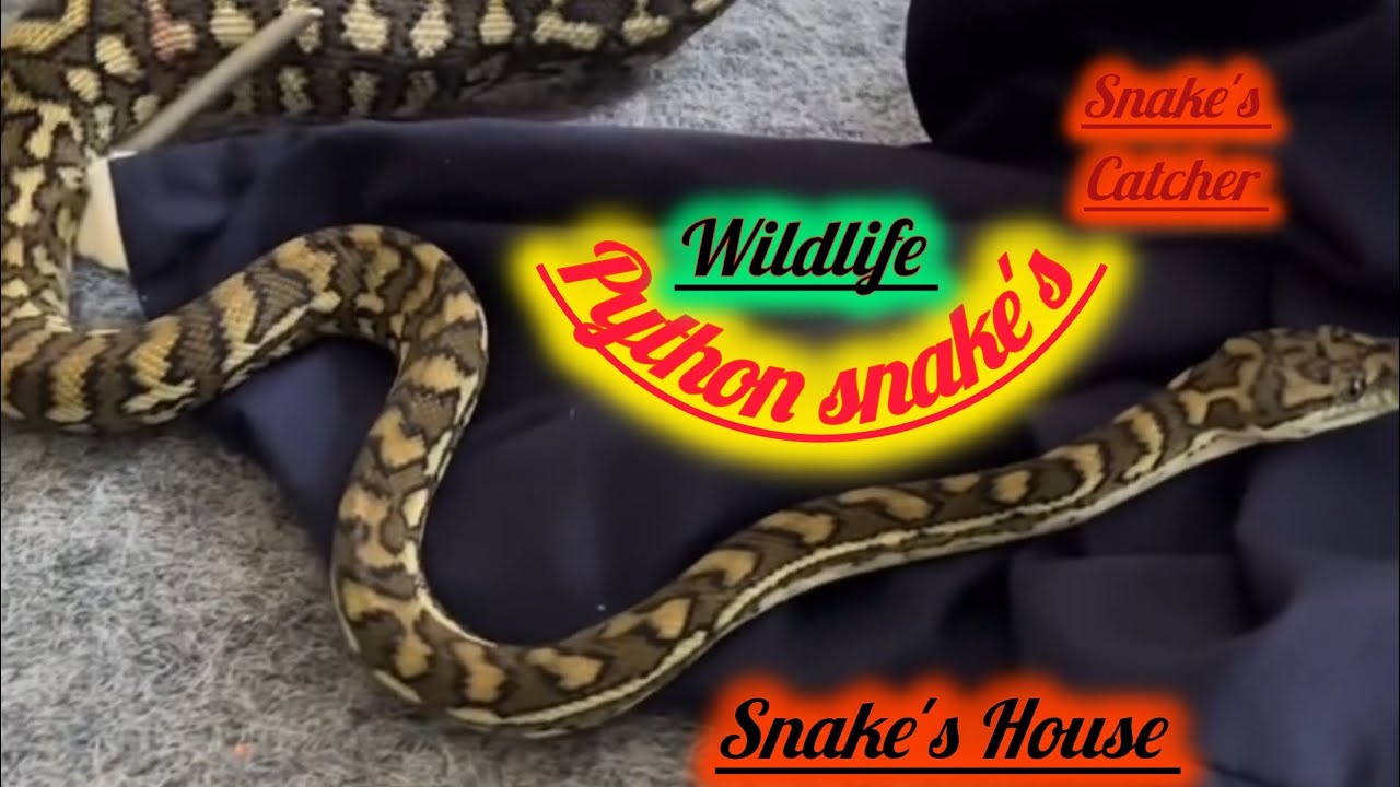 Not only did this Coastal Carpet Python make his way inside, but ...