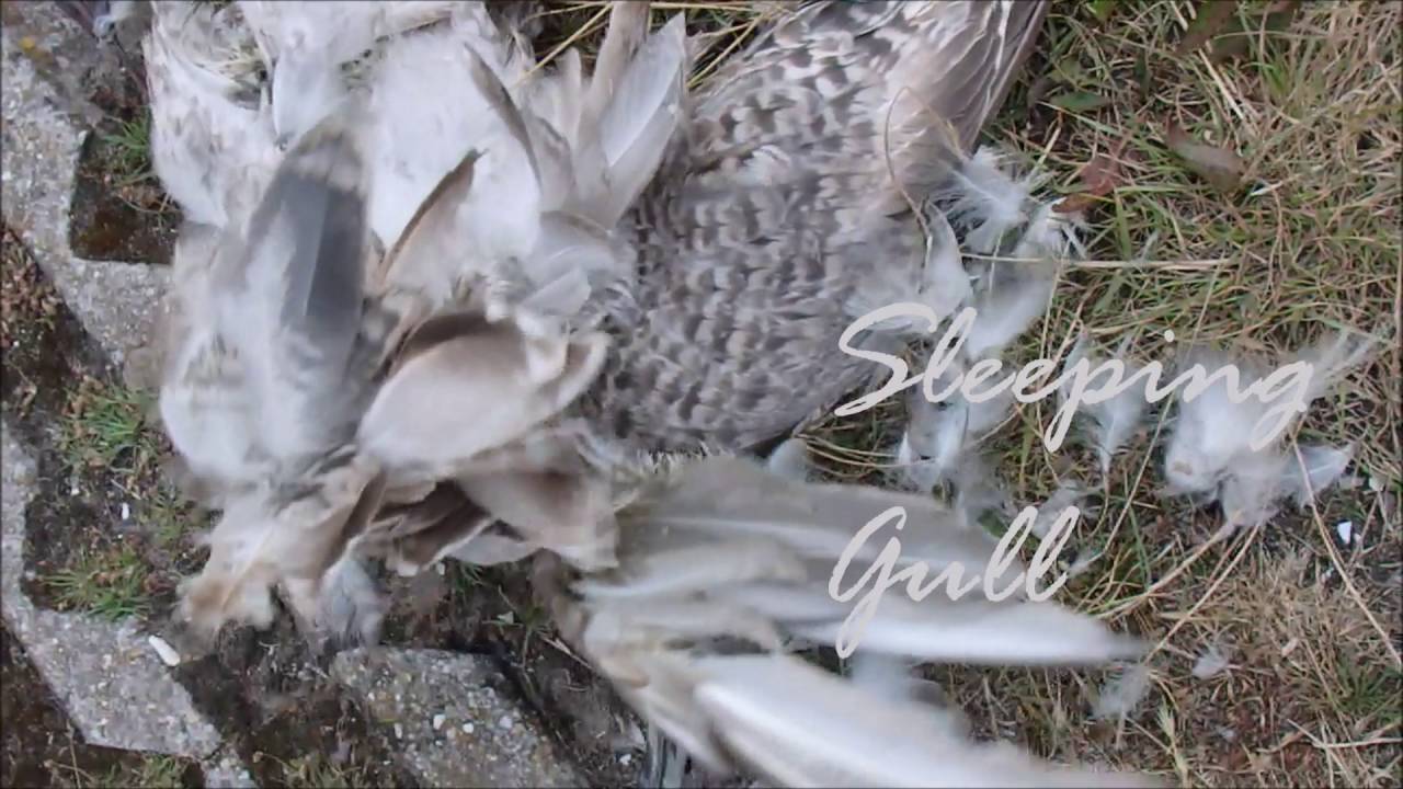 Sleeping Gull - YouTube