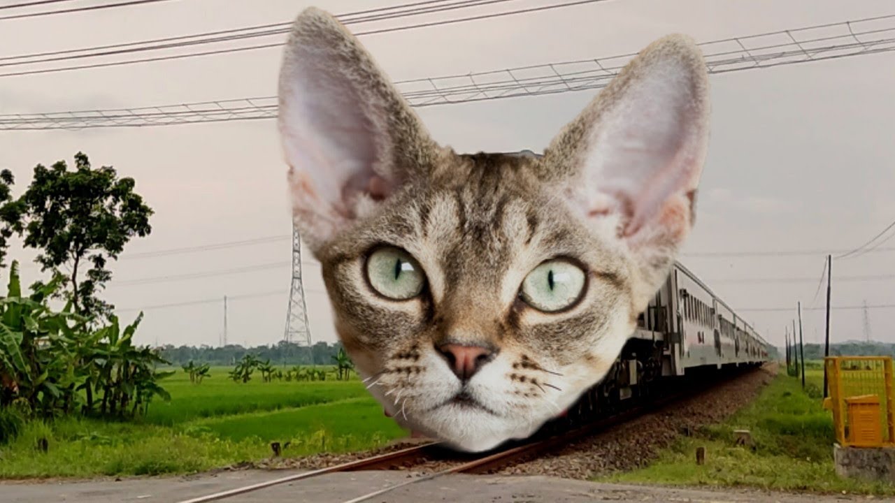 KOK BISA SIH, Ada Kereta api kepala kucing telinga nya panjang bener 😱😂 ...