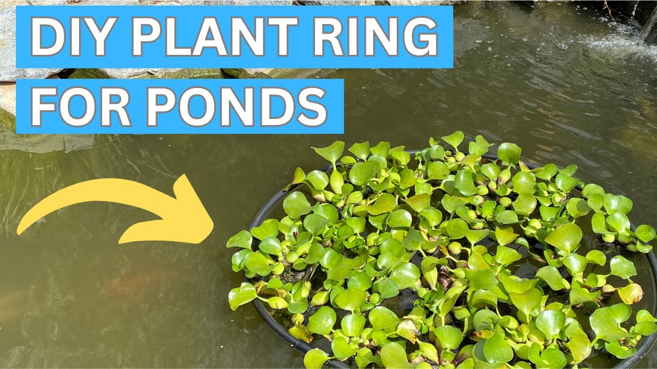 DIY Plant Ring For Ponds - YouTube