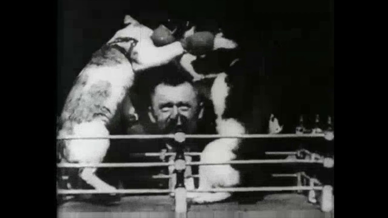 Thomas Edison Invented Cat Videos - YouTube
