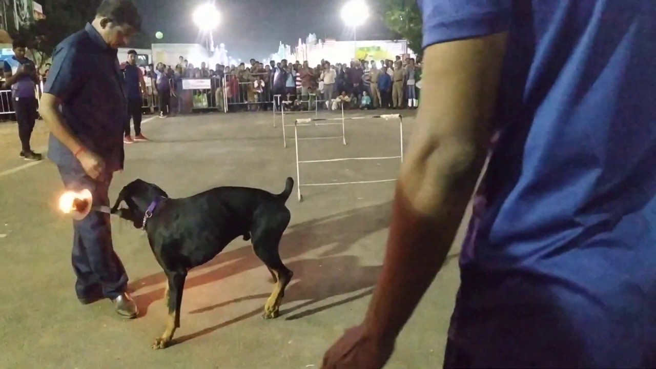 Stunning Dog show | police dog doing amazing stunts with fire | fire ...