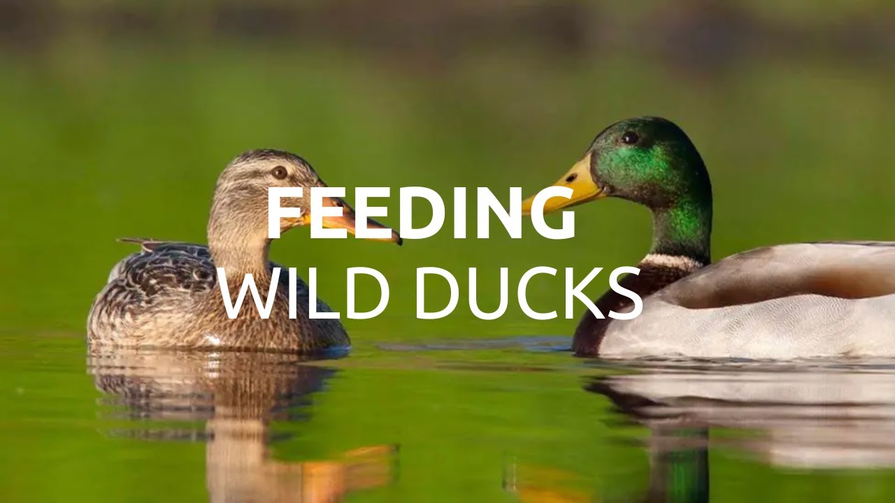 Feeding Wild Ducks: A Serene Encounter with Nature | Wildlife Watching ...