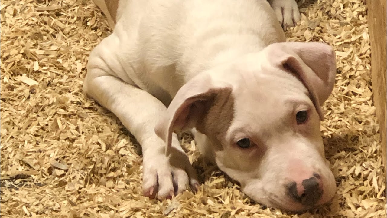 Cutest bunch of puppies rough housing - Hulks grand babies - YouTube