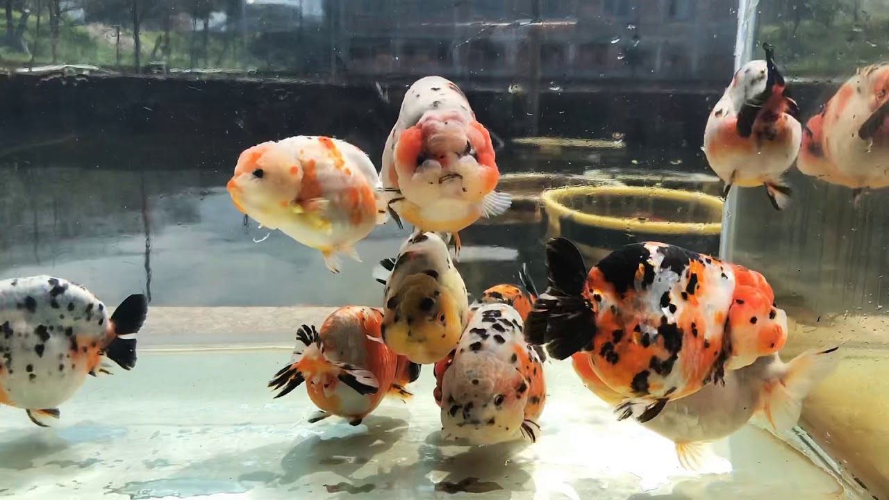 Best Short tail ranchu - YouTube