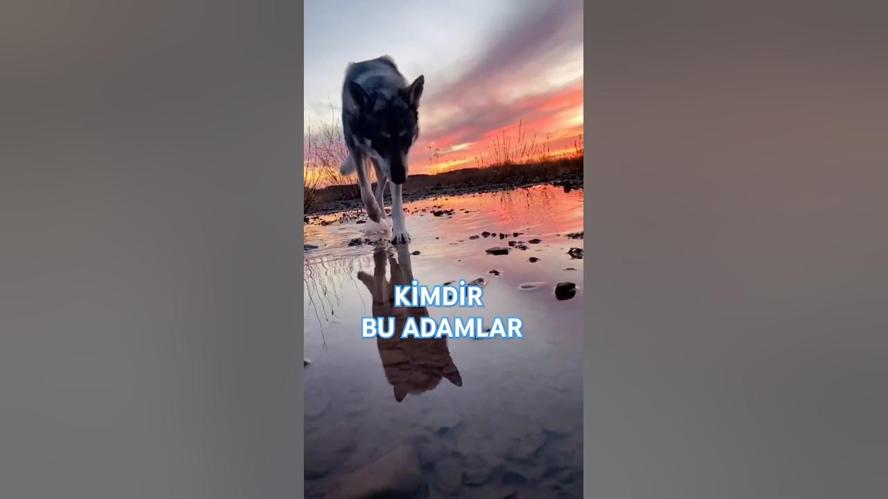 BOZKURTLAR AFFETMEZ #bozkurtlar - YouTube