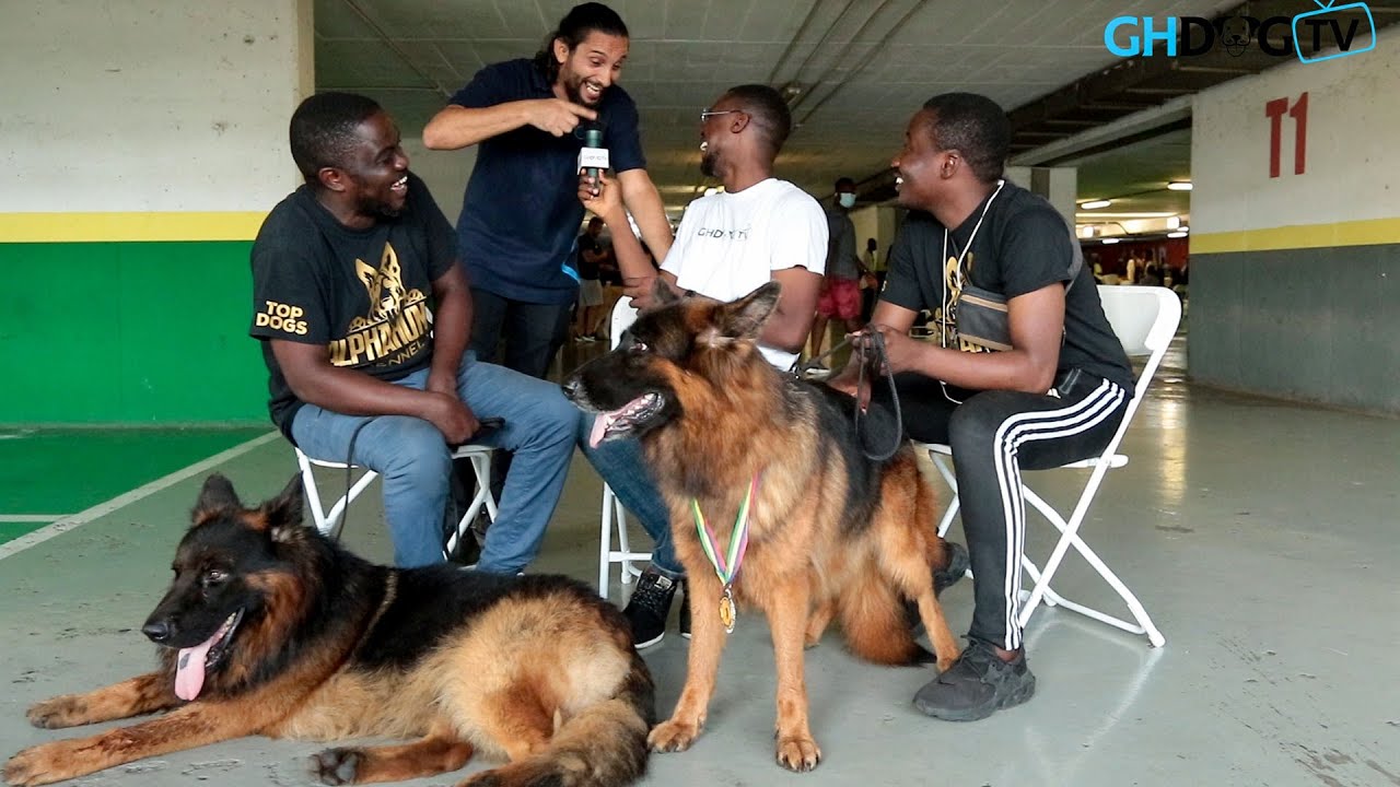 Alpha Hunde Kennel introduces new top quality German Shepherd as Lion ...