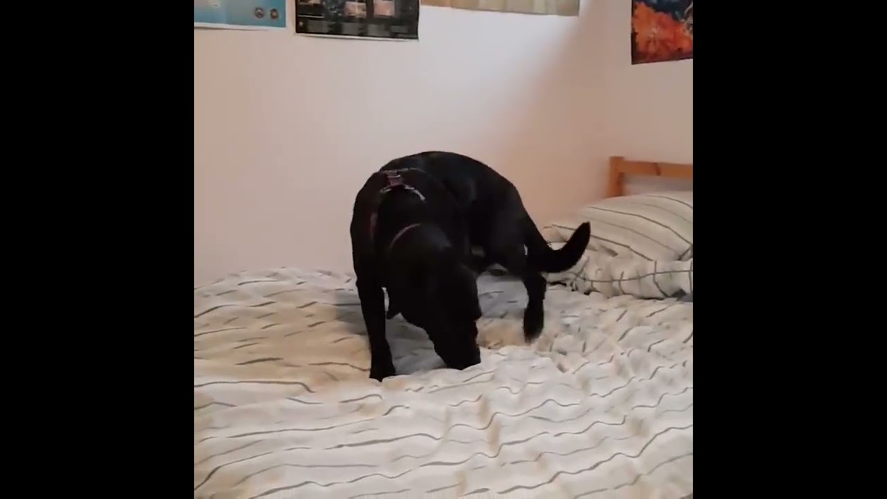 Dog rotation - YouTube
