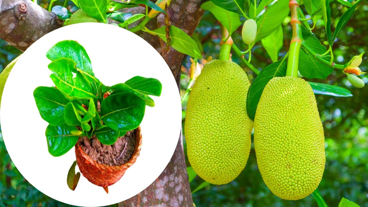 how to grow jack fruit plants at home from cuttings with tissue paper ...