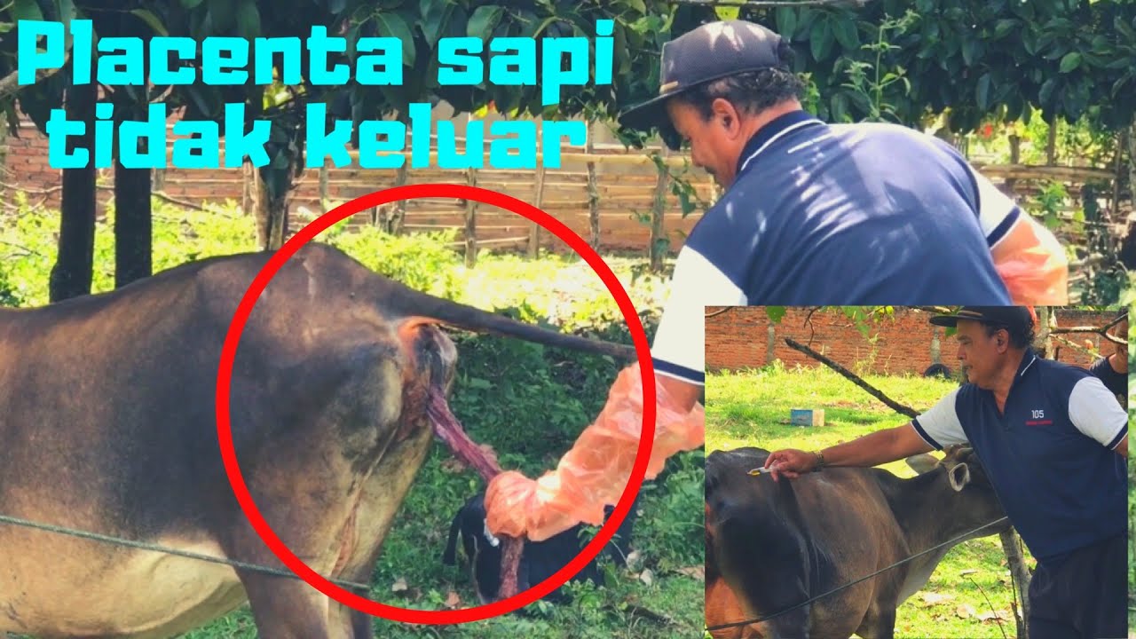 HOW TO CLEAN AND REMOVE COW PLACENTA AFTER CHILDBIRTH | BAGAIMANA ...
