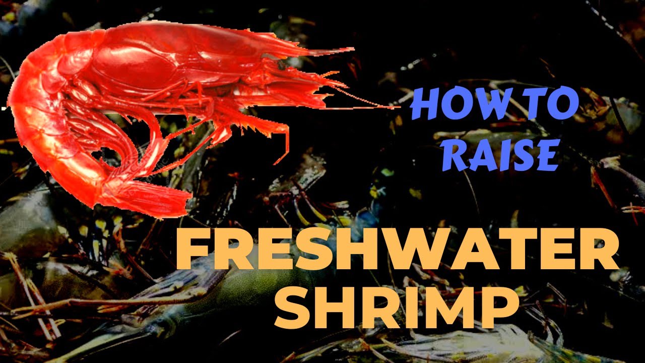 How To Raise Freshwater Shrimp At Home - YouTube