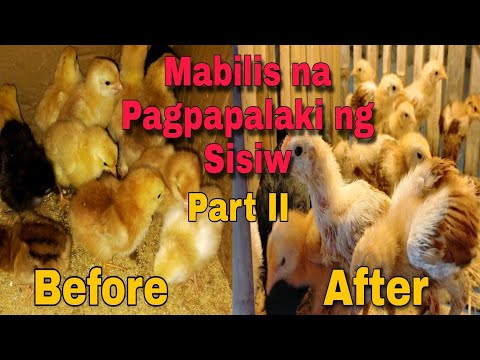 PAANO MABILIS NA PALAKIHIN ANG MGA SISIW | RHODE ISLAND RED | FREE ...