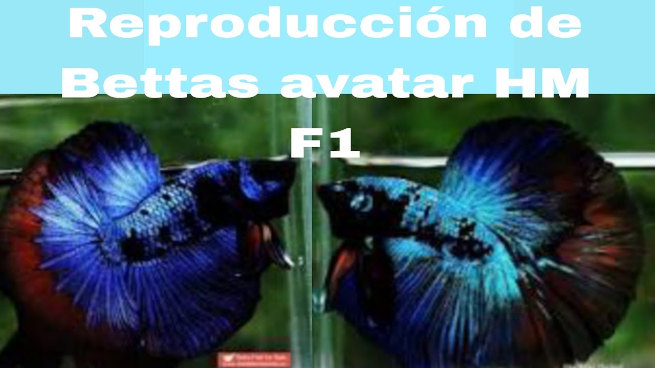 Reproducción de mi mejores linea de Bettas @EnrriqueBettasRD @EnrriqueBettastv - YouTube