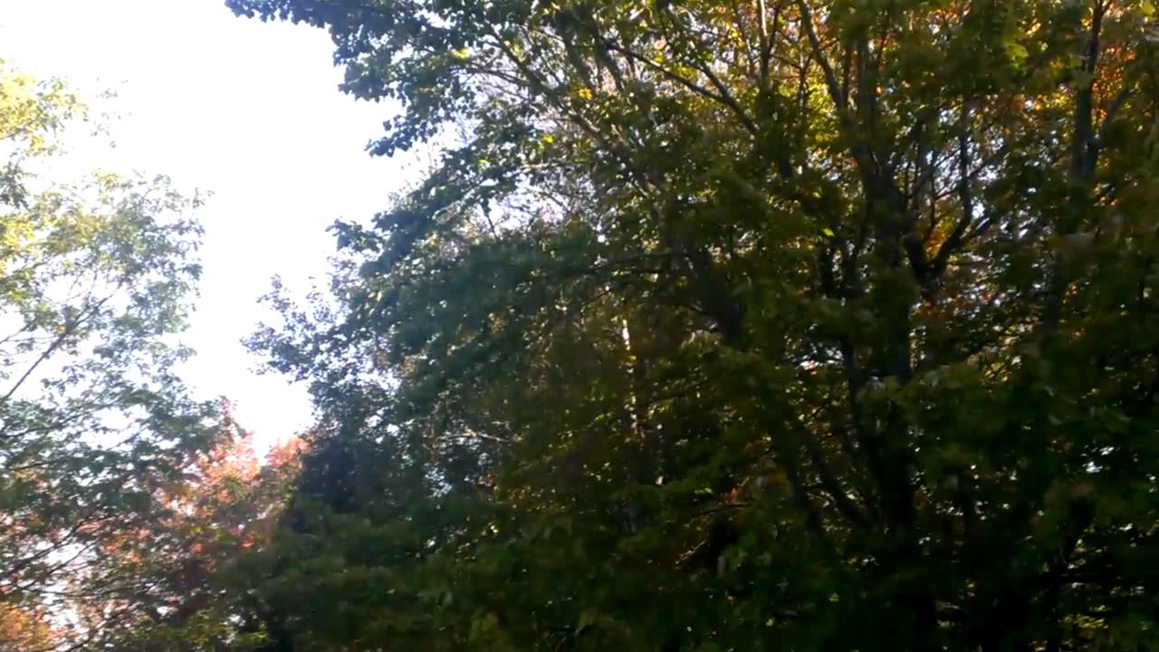 Blue Jay dive bomb - YouTube