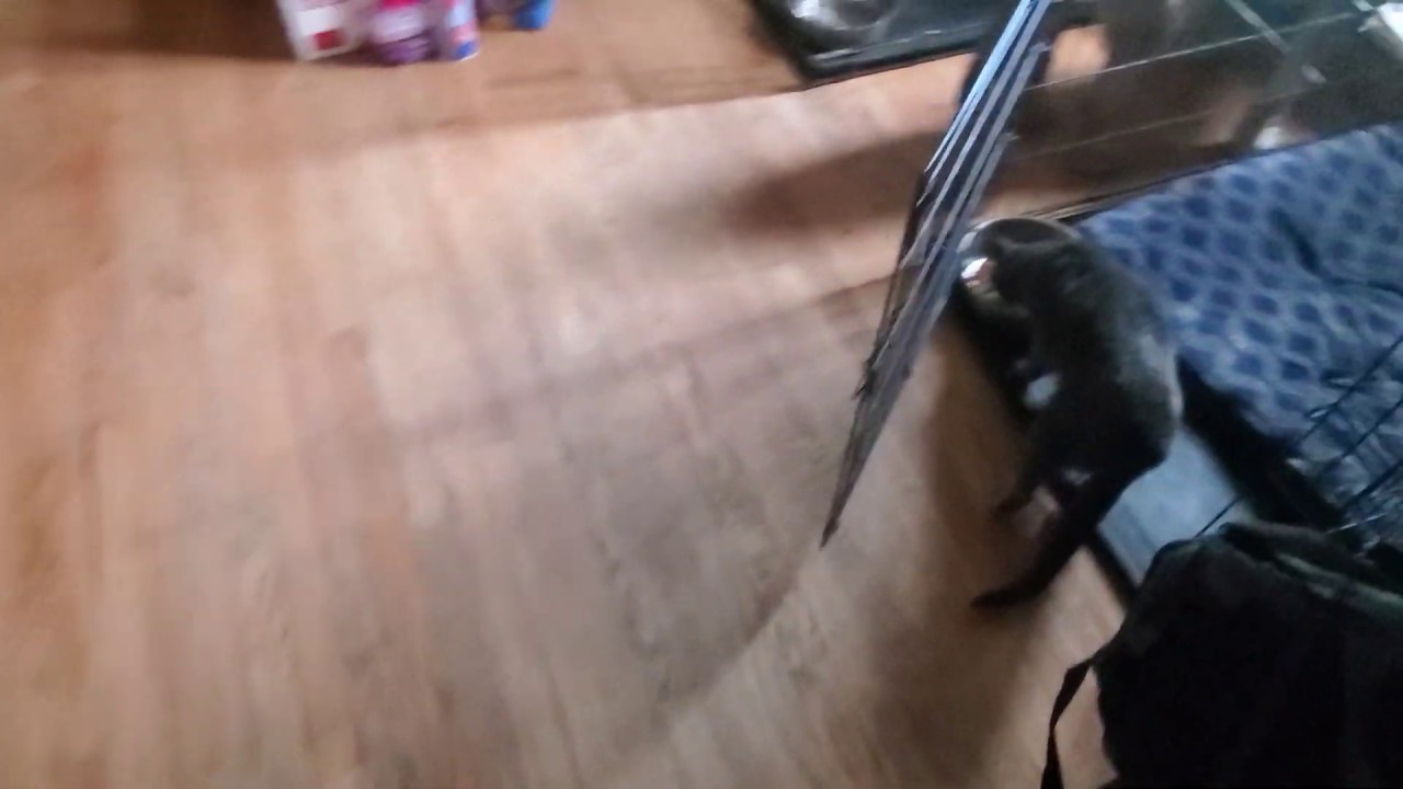 THAT DARN CAT 1.0 - YouTube