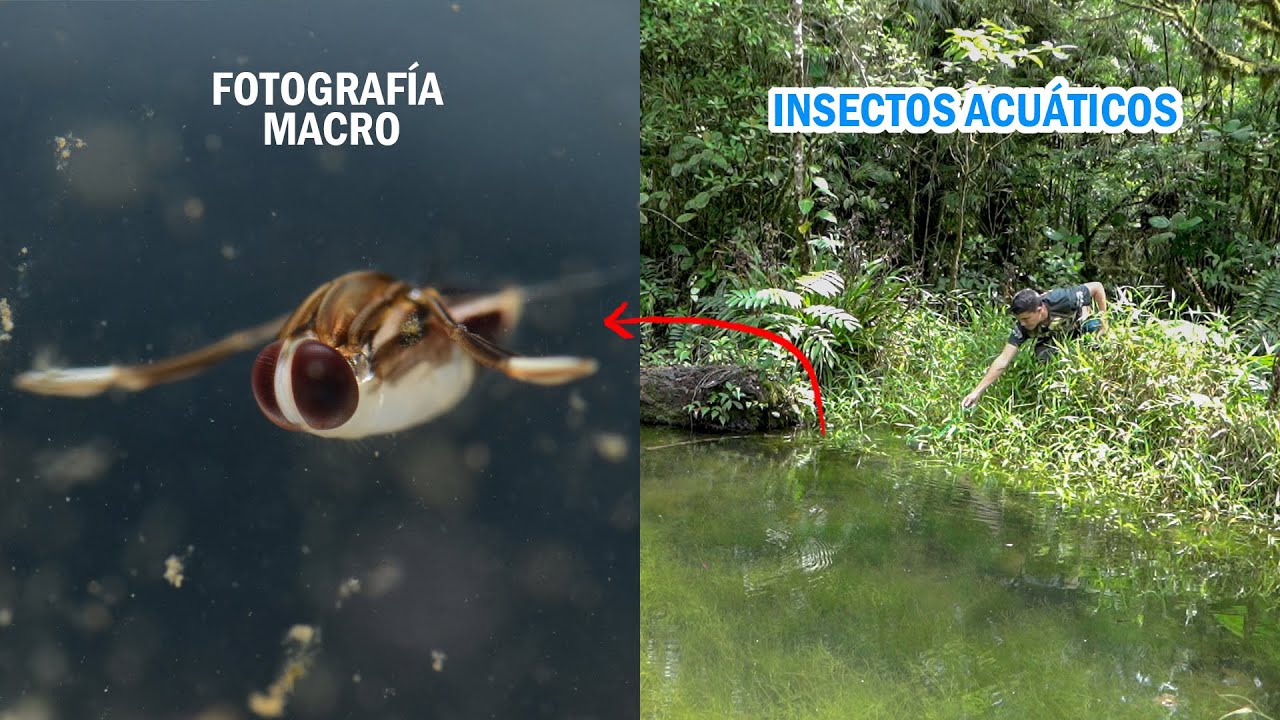 FOTOGRAFÍA MACRO a insectos de AGUA 😮 💧 - YouTube