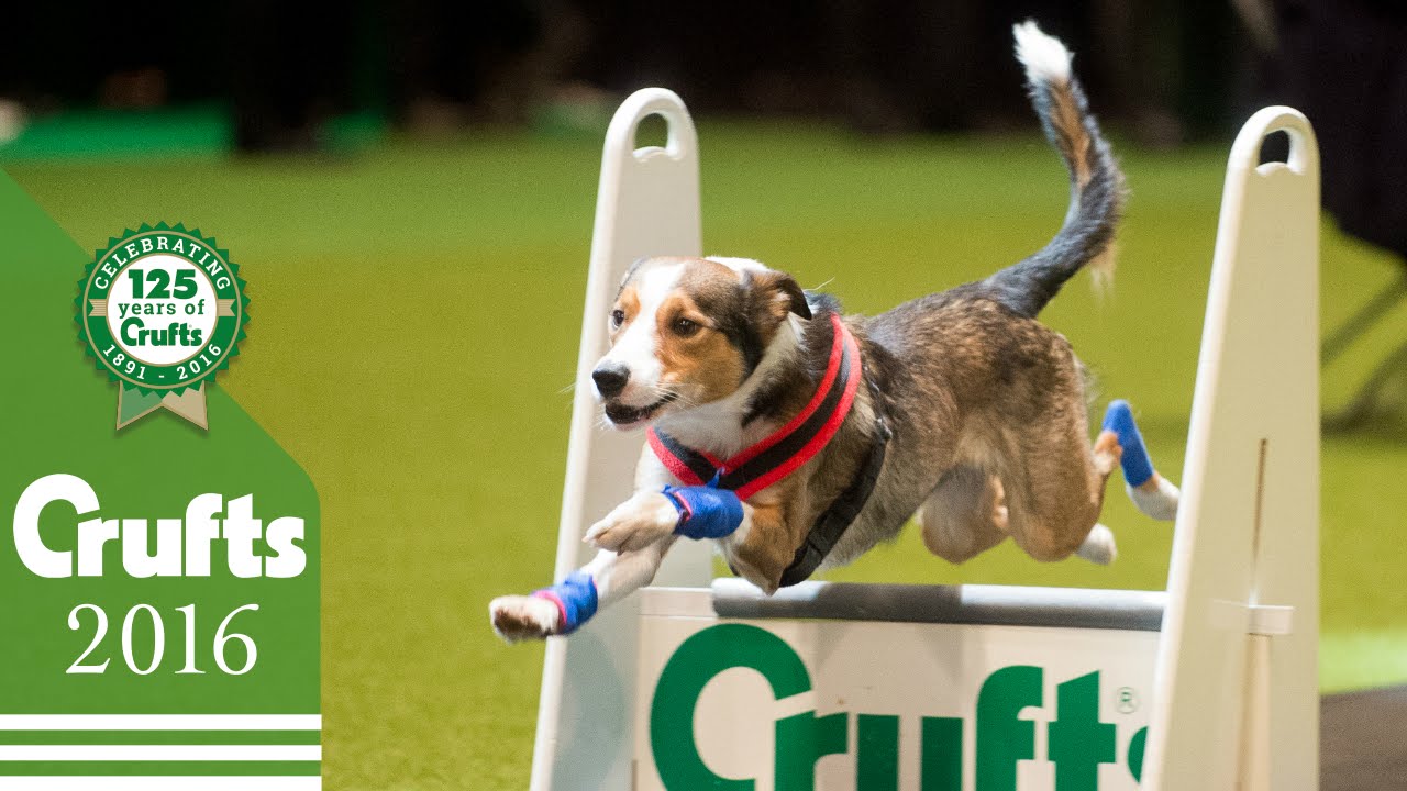 Completing the Picture - Agility and Flyball Commentary | Crufts 2016 ...