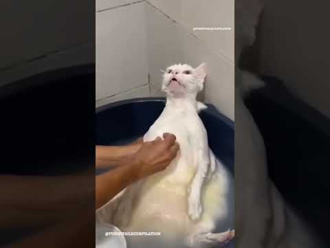 Hilarious Animals That Will Make You Burst Into Laughter